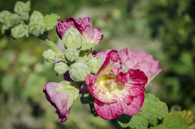 Pink malva in bloom stock image. Image of mallows, herb - 99645403
