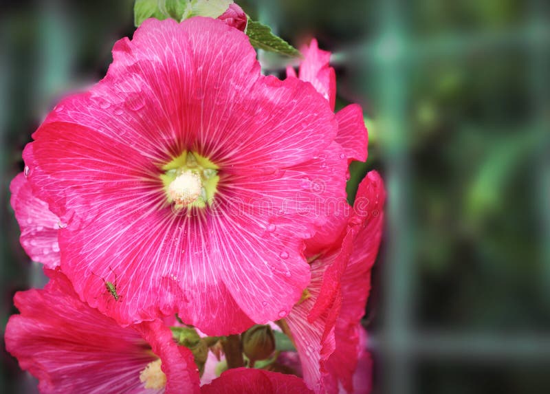 Pink Malva Silvestris, Malva Alcea Stock Image - Image of alcea, floral ...