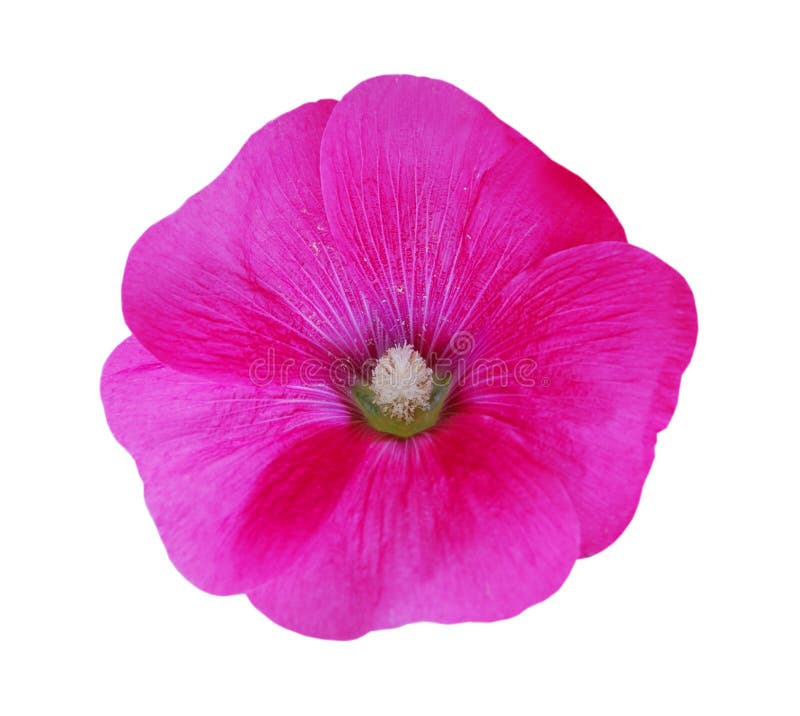 Pink Malva Moschata (Musk Mallow) Flowers on Flower Bed Stock Photo ...