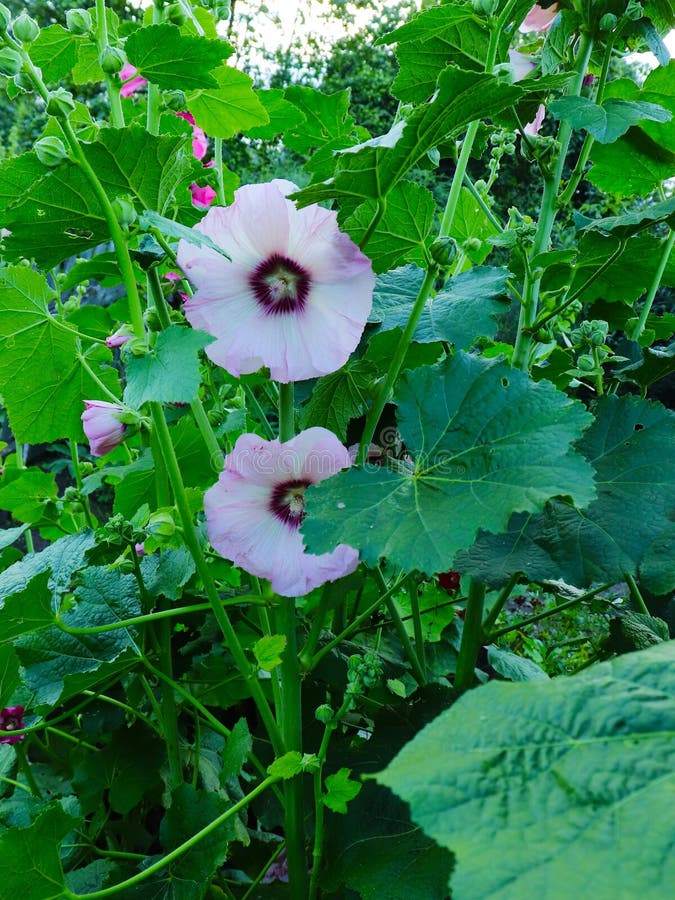 Pink malva Silvestris. stock image. Image of botanic - 199533971