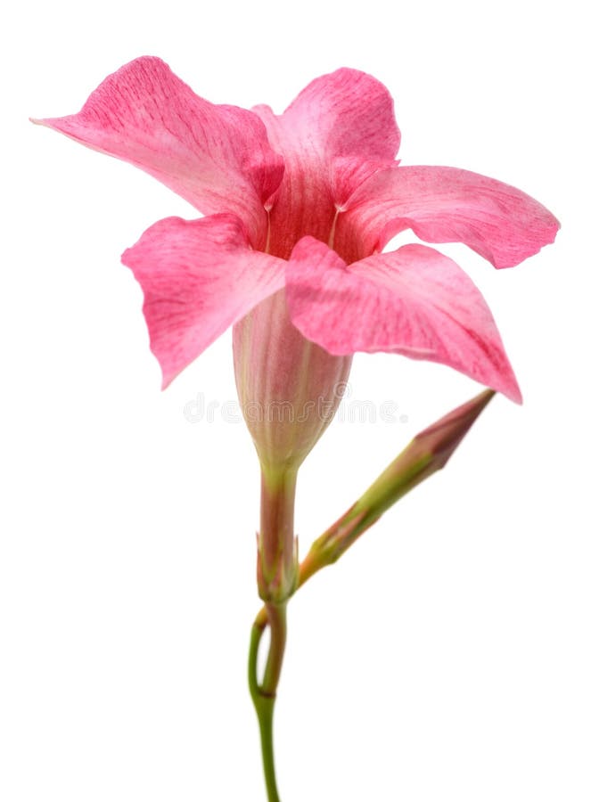 Pink mandevilla flower stock photo. Image of beauty - 303111406