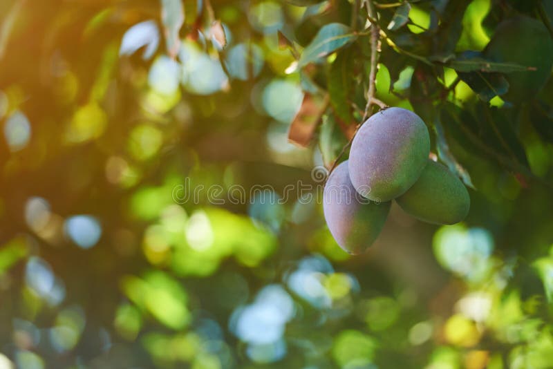 Mango Pink Wallpaper