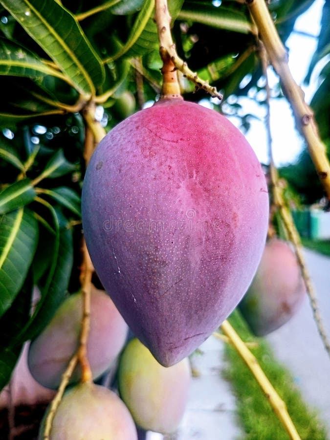 A Pink Mango that Looks so Fresh and Delicious Stock Image - Image of ...
