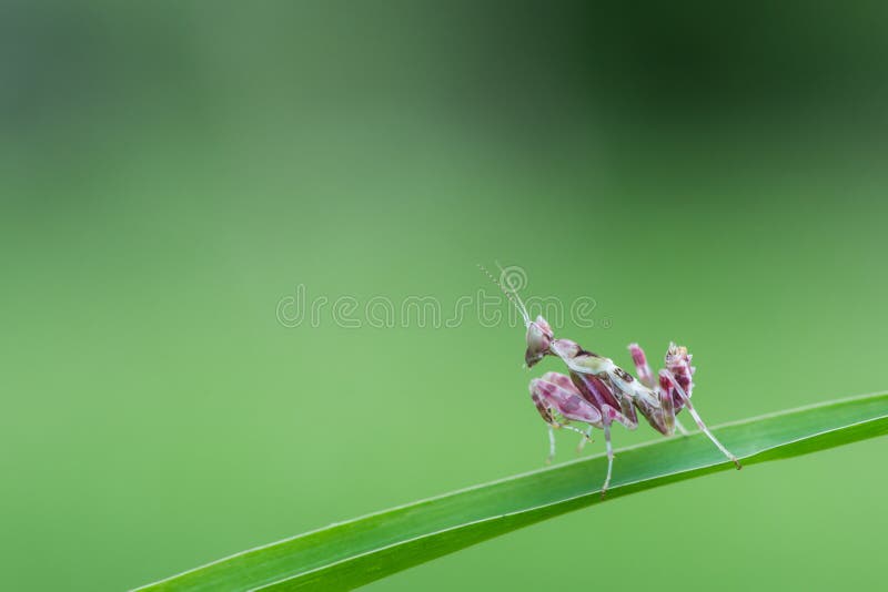 1,334 Pink Mantis Stock Photos - Free & Royalty-Free Stock Photos from ...