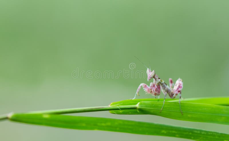 Pink Mantis stock photo. Image of looking, glow, pink - 2913444