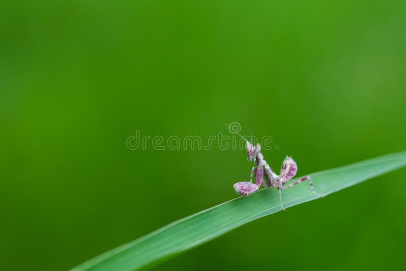 1,334 Pink Mantis Stock Photos - Free & Royalty-Free Stock Photos from ...