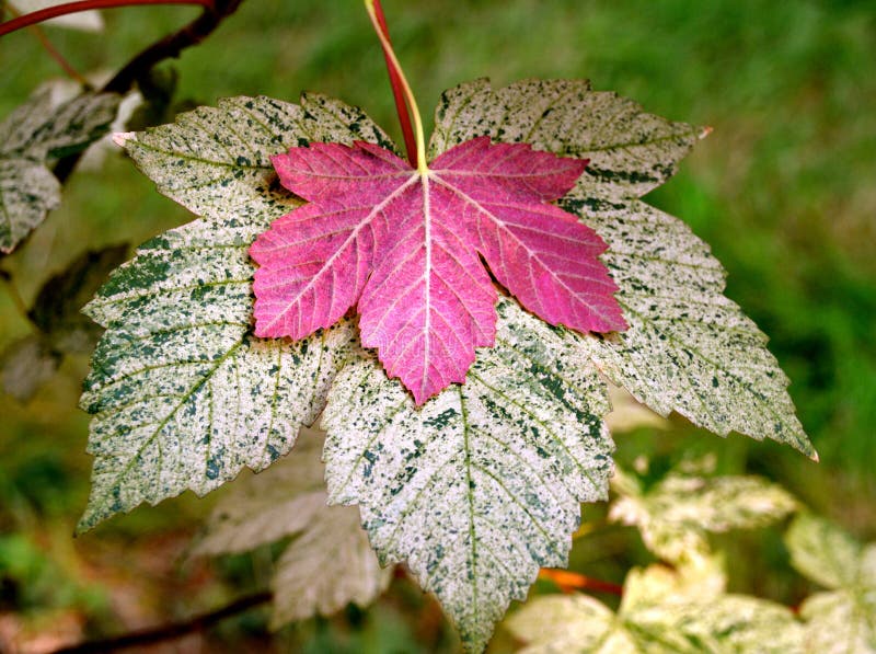 PINK MAPLE LEAF stock image. Image of leaves, tree, green - 43723285