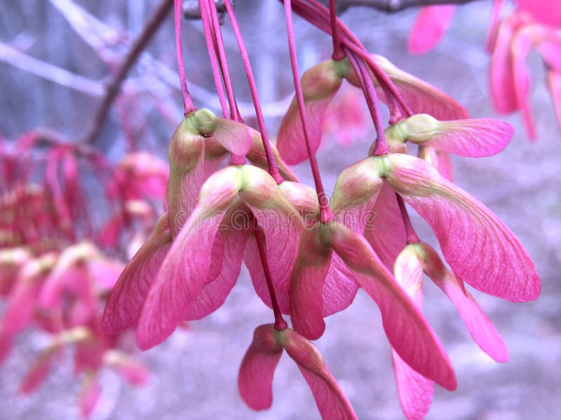 Pink maple seeds on tree stock photo. Image of acer, maple - 89423454