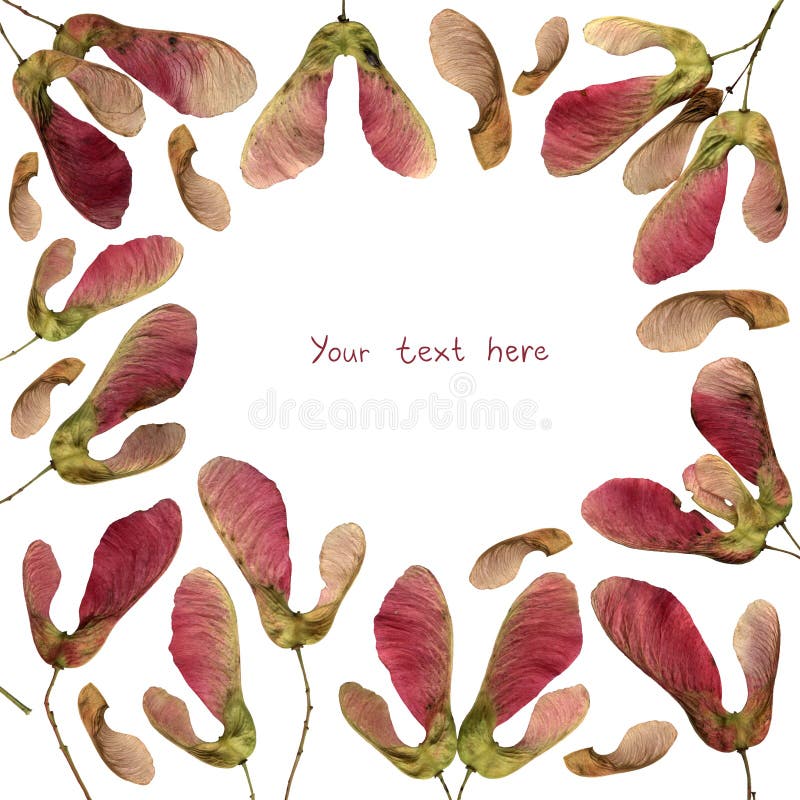 Polina Smirnova (Apolinarias) - Photographer profile