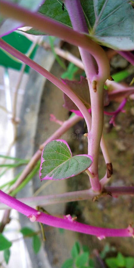 Pink margin of the leaf. stock image. Image of leaf - 129109375