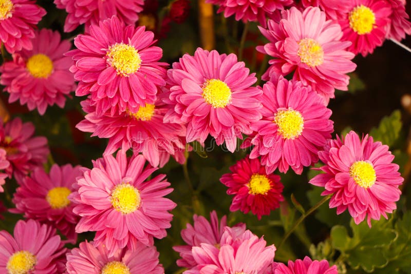 Pink marigold flowers. stock photo. Image of daisy, flowers - 166449932