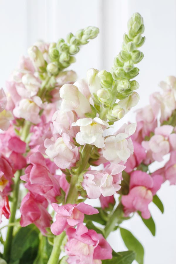 Pink Matthiola Incana Francesca Flowers in the Garden Shop Stock Photo ...