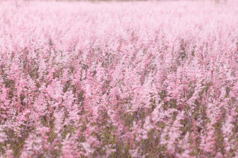 Pink meadow flower. stock image. Image of meadow, united - 49233161