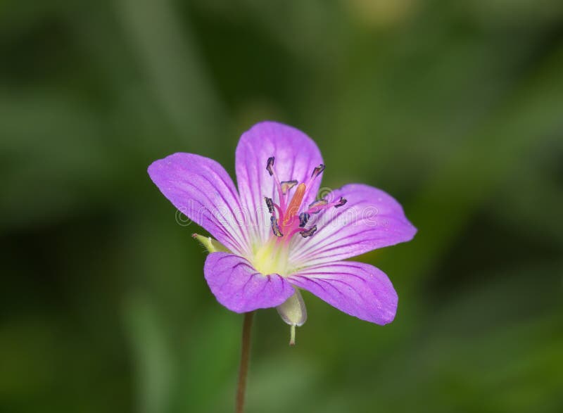 Pink Meadow Bloom of Bistorta Stock Photo - Image of bloom, macro ...