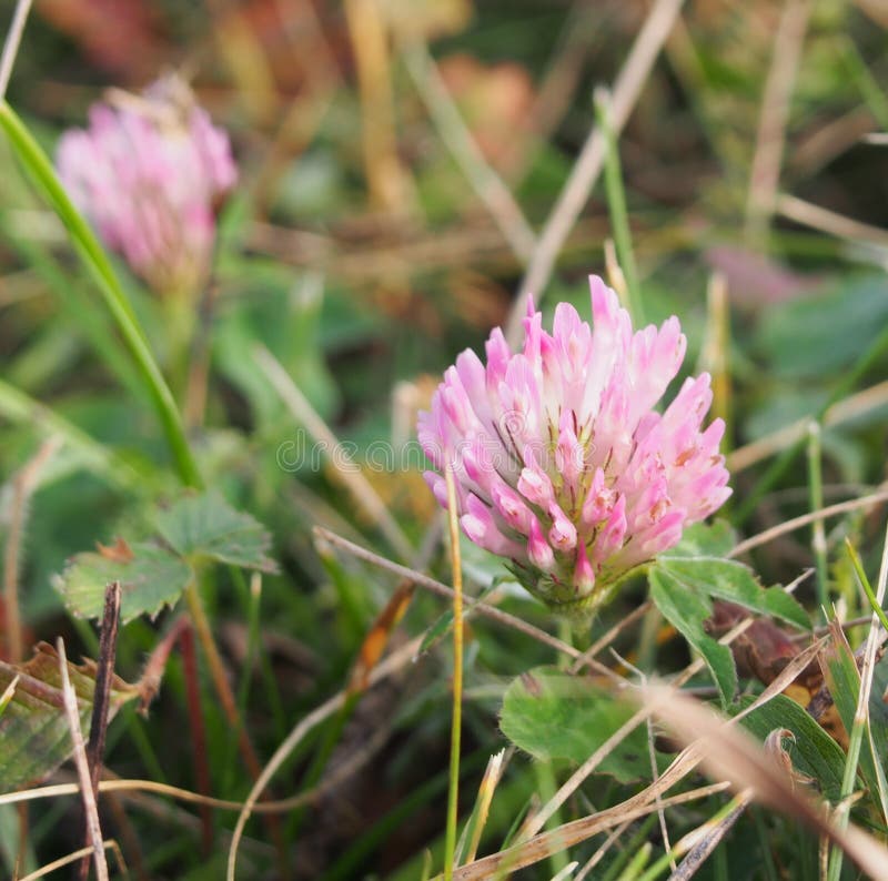 A pink meadow flower stock photo. Image of plant, petals - 130804950