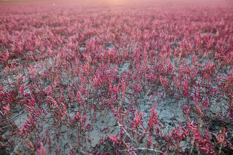 Pink meadow flower. stock image. Image of meadow, united - 49233161