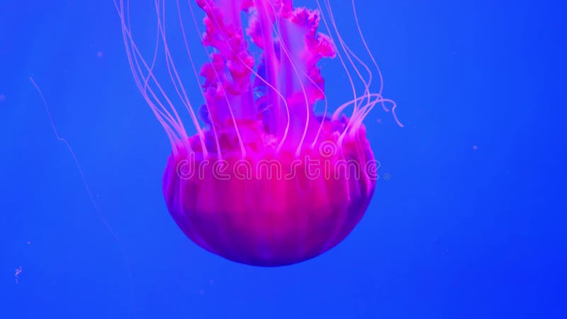 Pink Medusa Swims Underwater Stock Video - Video of deadly, beautiful ...