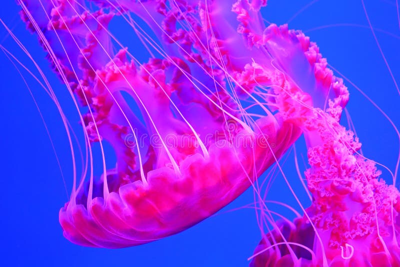 Pink Medusas Swims Underwater Stock Photo - Image of jellyfish ...