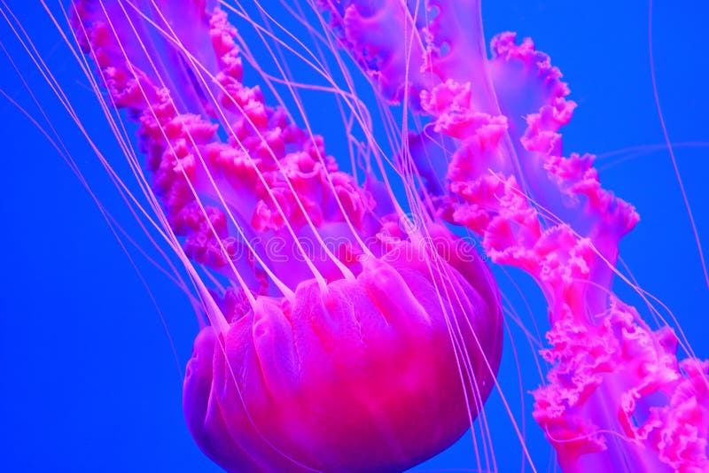Pink Medusa Swims Underwater Stock Image - Image of beast, oceanography ...