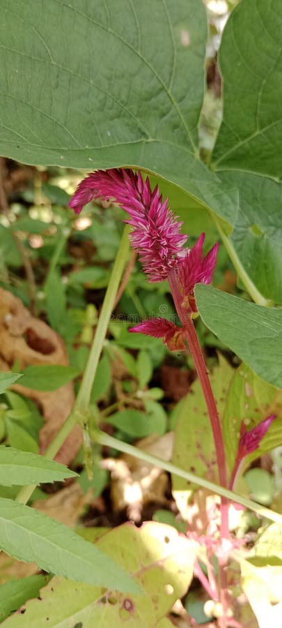 Pink memari flowers. stock photo. Image of evergreen - 260161290