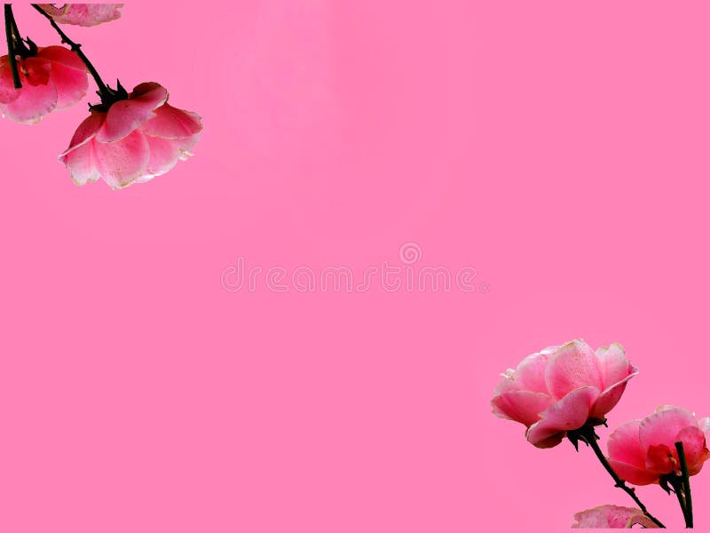 Pink Message and Quotes Add Background Stock Photo - Image of ...