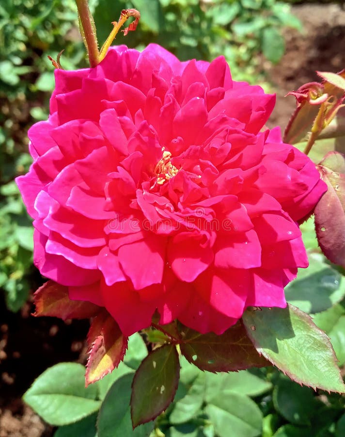 Pink Michigan Rose stock image. Image of leaf, shrub - 191819923