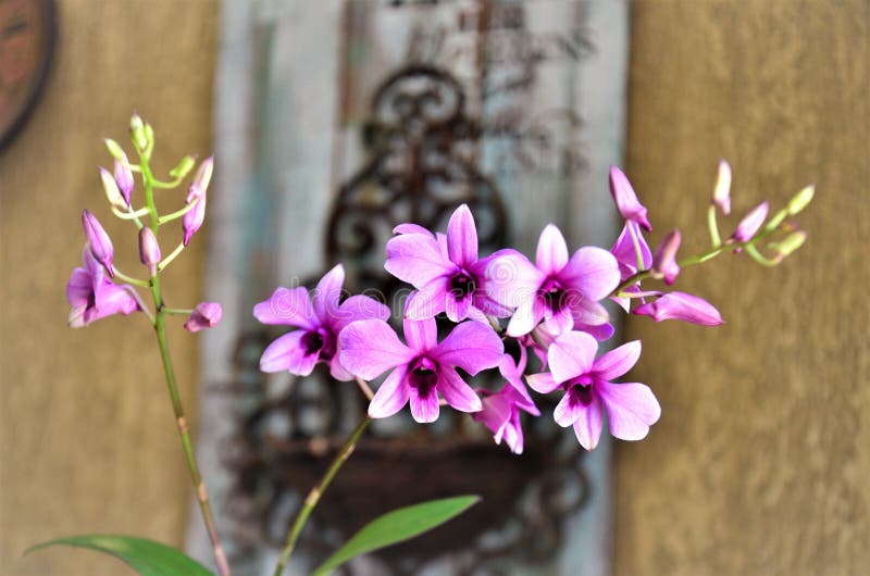 Pink Micro Orchid with Various Flowers and Buds Stock Photo - Image of ...