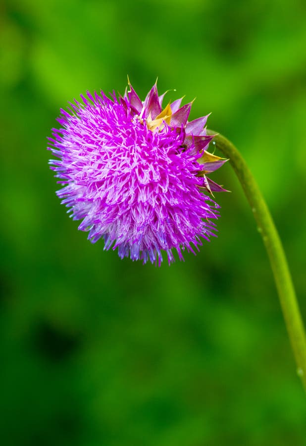 Pink milk thistle flower stock image. Image of biodiversity - 73940197