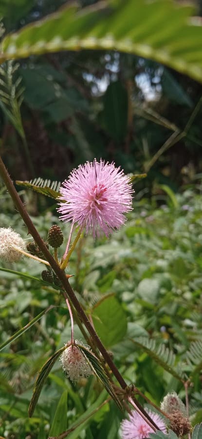 Pink Mimosa stock image. Image of bloom, outdoors, tree - 43457525