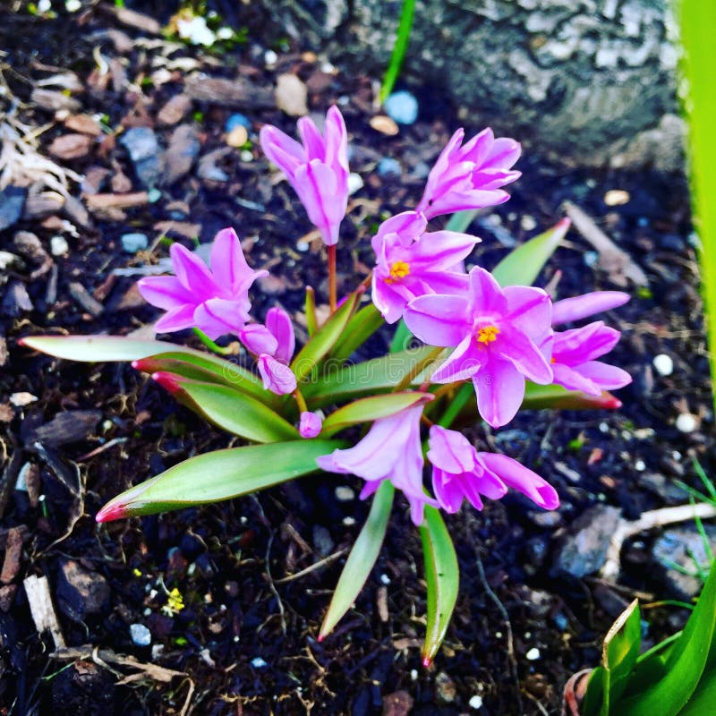Pink mini hyacinth flowers stock image. Image of pink - 115848933