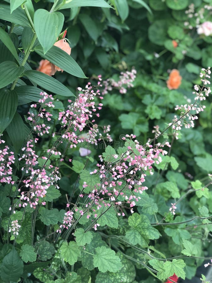 Pink micro flowers stock photo. Image of mini, flowers - 222066778