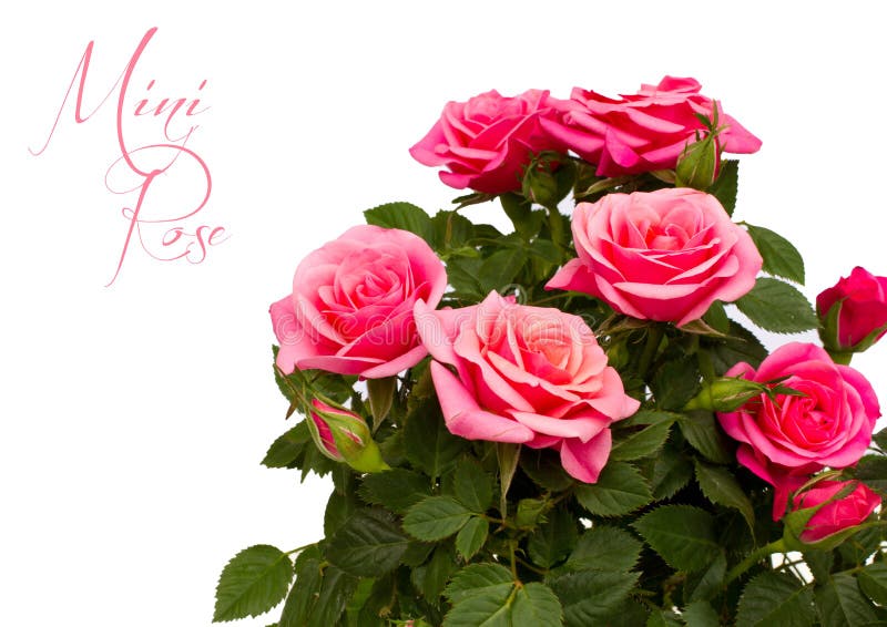 Pink mini rose isolated stock image. Image of border - 30351593