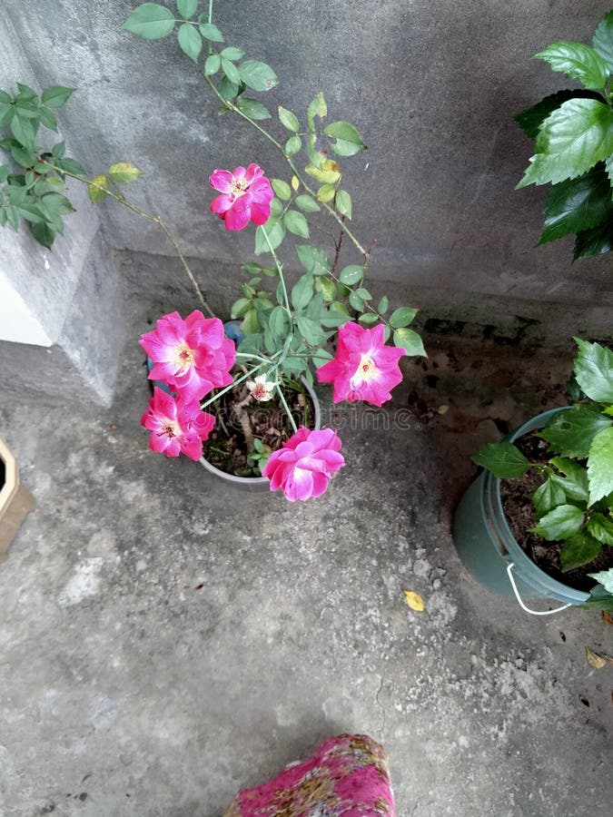 Pink mini rose plant stock image. Image of flower, blossom - 236133971