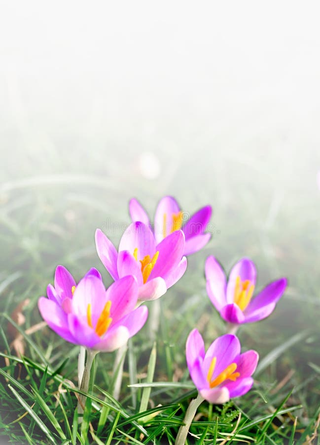 Purple crocus flower stock image. Image of seasonal, pink - 38568765