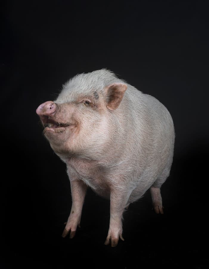 Miniature pig in studio stock photo. Image of piglet - 353660842