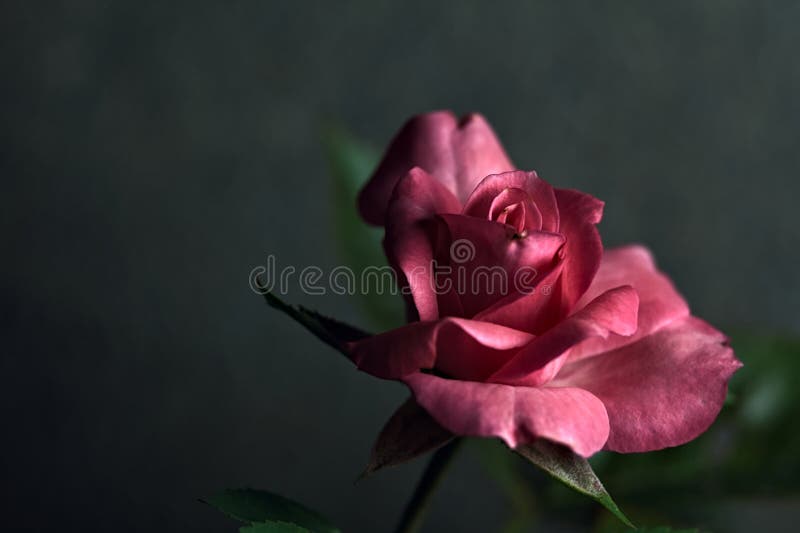 Pink Miniature Rose in Bloom Seen Up Close Stock Image - Image of ...