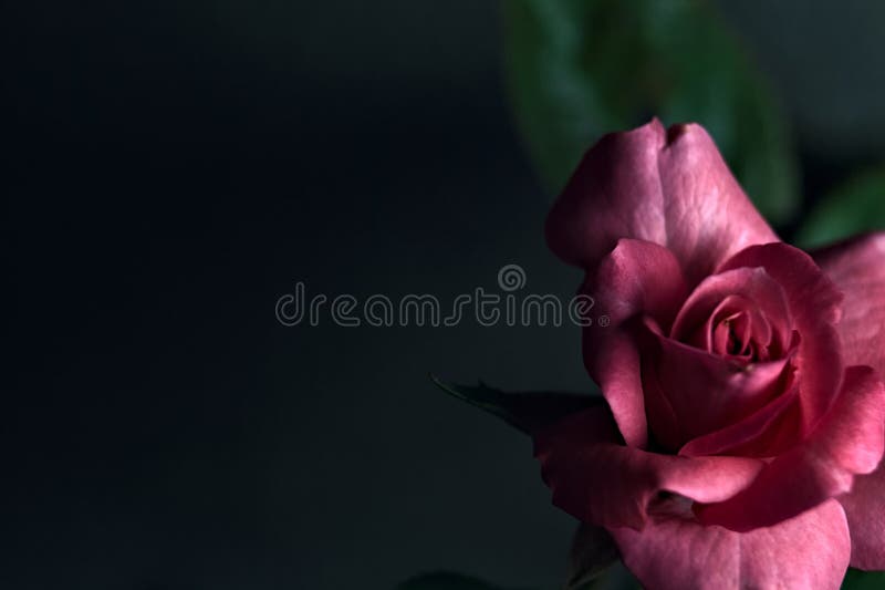 Pink Miniature Rose in Bloom Seen Up Close Stock Image - Image of light ...