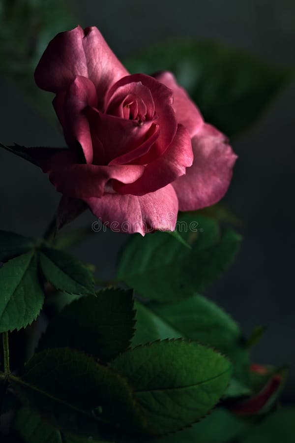 Pink Miniature Rose in Bloom Seen Up Close Stock Image - Image of ...