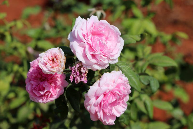 Pink Miranda Rose on the Branch of Tree Stock Photo - Image of flora ...