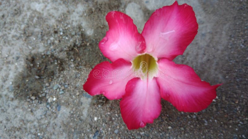 Pink Calachuchi Flower stock image. Image of leaf, calachuci - 129341765