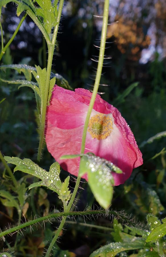 Pink moon flower in autumn stock photo. Image of moon - 131860476