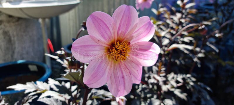 Pink Moonfire Dhalia Flower in Summer Stock Image - Image of petal ...