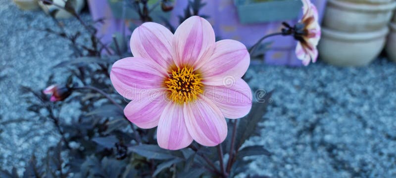 Pink Moonfire Dhalia Flower in Summer Stock Image - Image of bloom ...