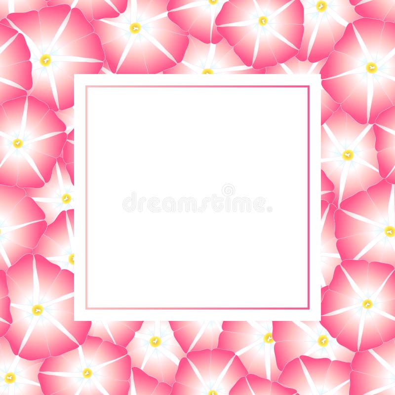 Pink Morning Glory Flower Banner Card Border. Vector Illustration Stock ...