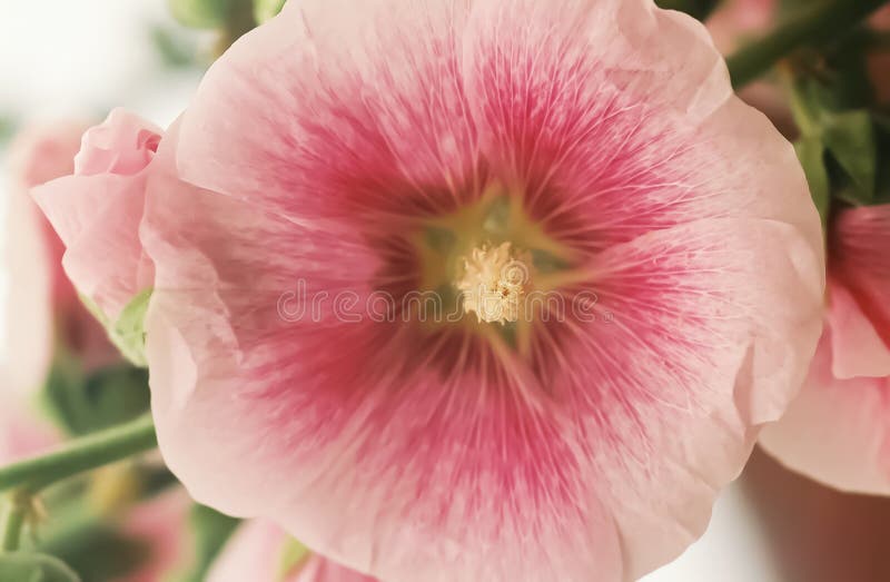 Pink Morning Glory in Full Bloom in Soft Lighting Stock Photo - Image ...