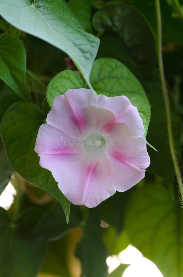 Pink morning glory 3 stock image. Image of colorful, narcissus - 63182089