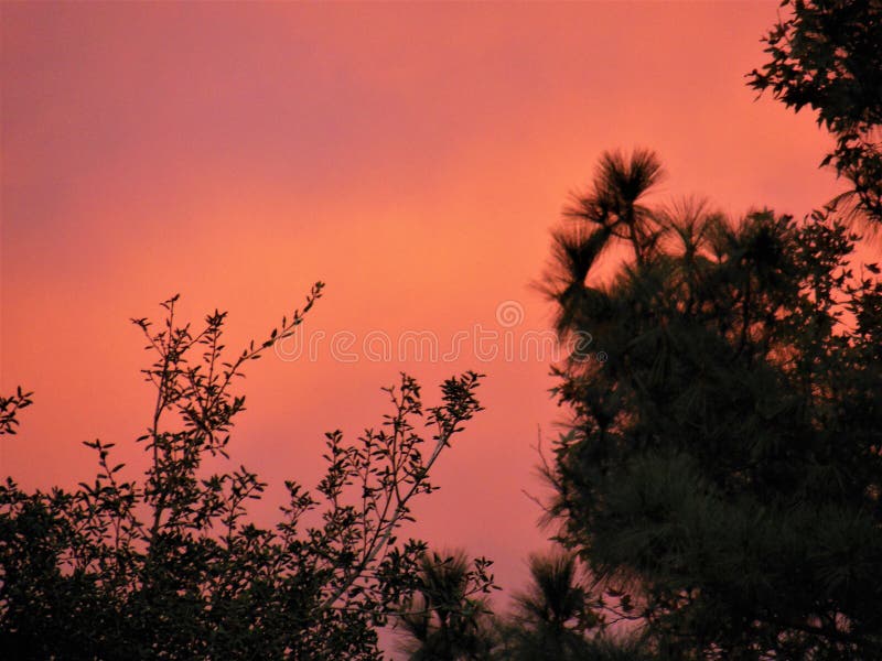 Pink Morning Sky with Tree and Plant Stock Image - Image of nature ...