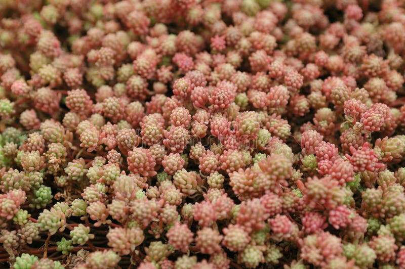 Pink moss background stock photo. Image of pink, green - 7078892