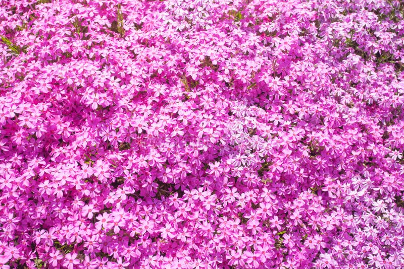 Pink moss stock photo. Image of plant, landscape, floral - 54095866