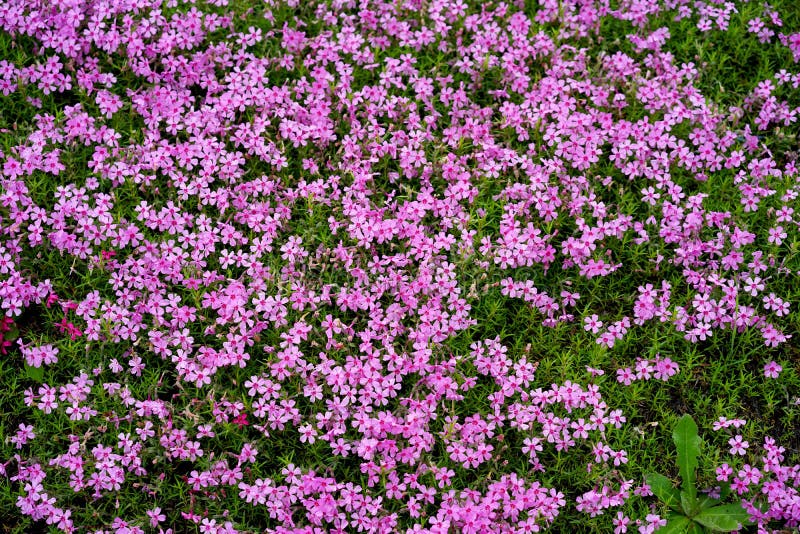 Pink Moss/ Nature/ Background Stock Image - Image of background, japan ...